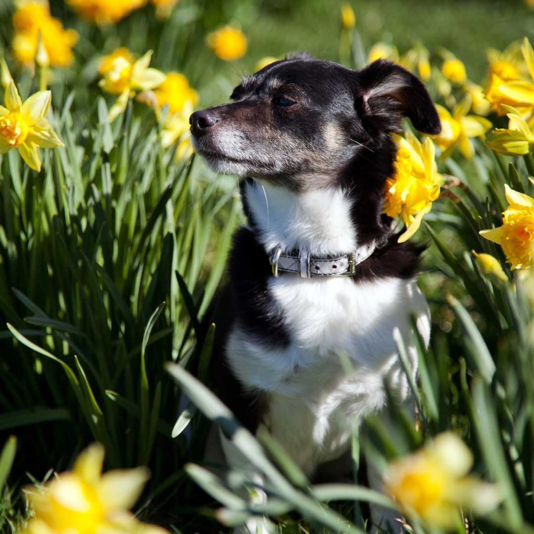 Spring Has Sprung and Comes with a WARNING! – Julie Harris Groomer