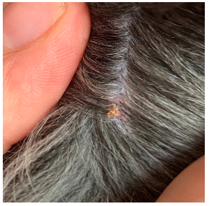 Harvest Mites – Julie Harris Groomer