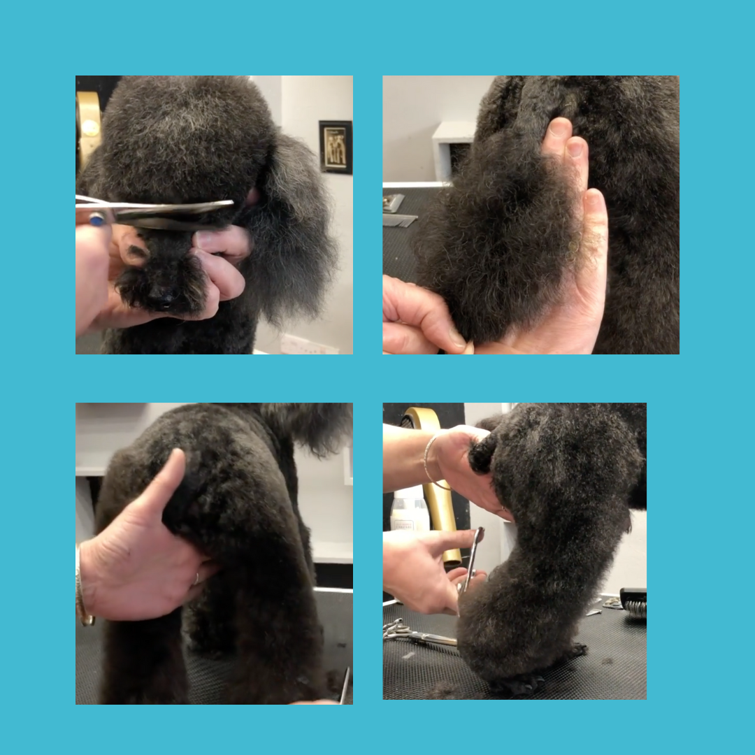 Poodle Lamb Trim Blueprint Online Course – Julie Harris Groomer